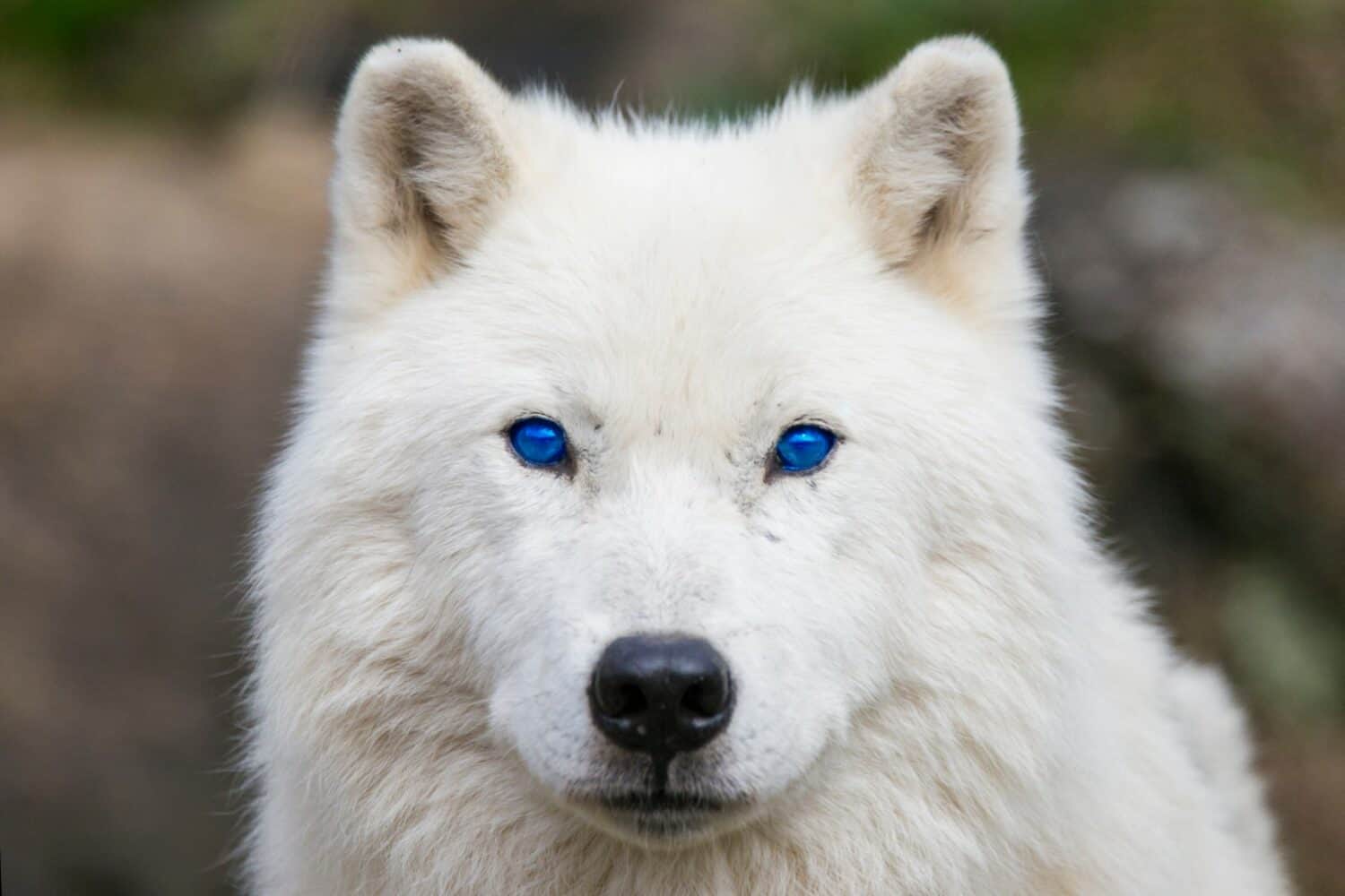 An inside-out look at cyber security from Arctic Wolf CISO Adam Marrè ...