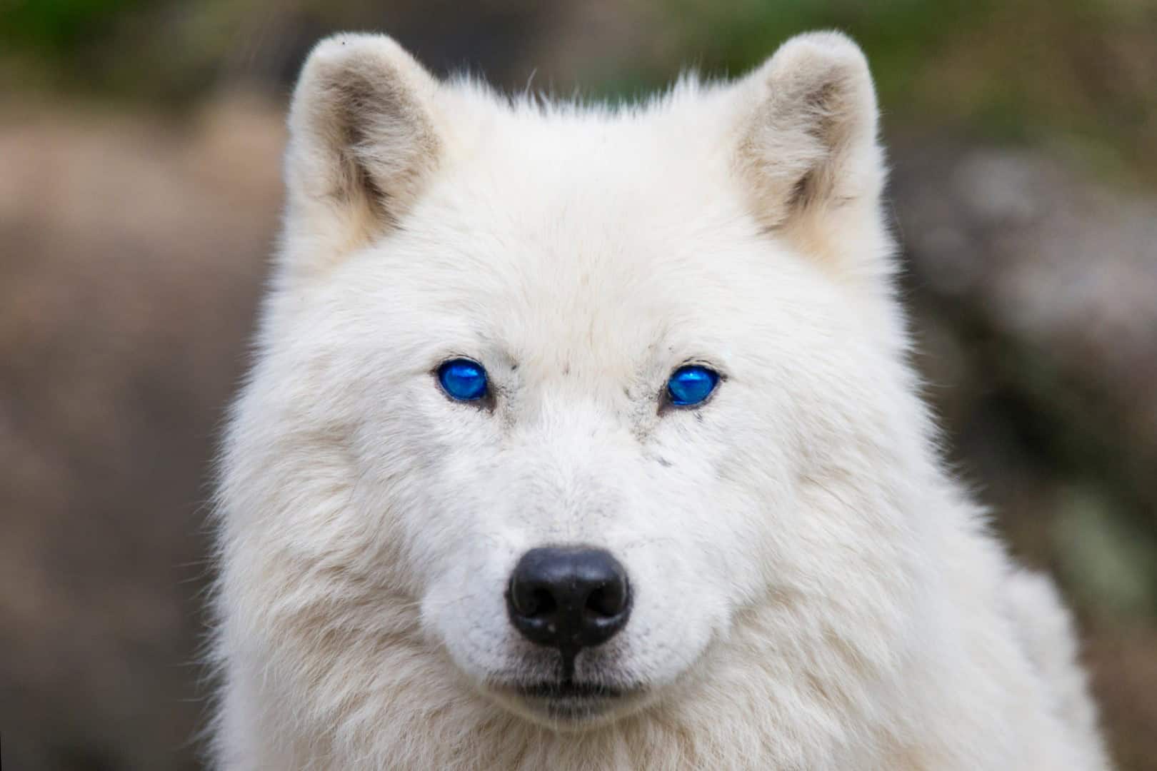 An inside-out look at cyber security from Arctic Wolf CISO Adam Marrè ...